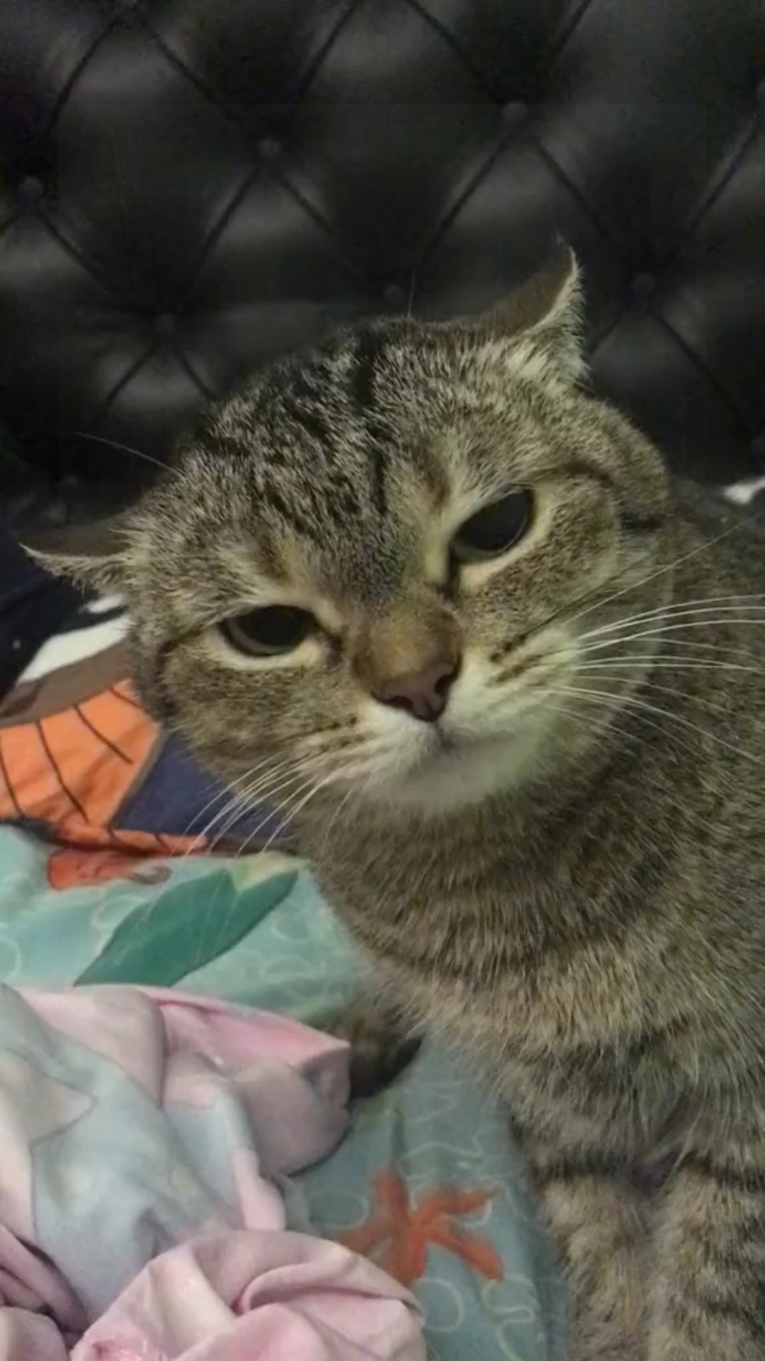 MENTAHAN MEME KUCING - contoh video - template CapCut