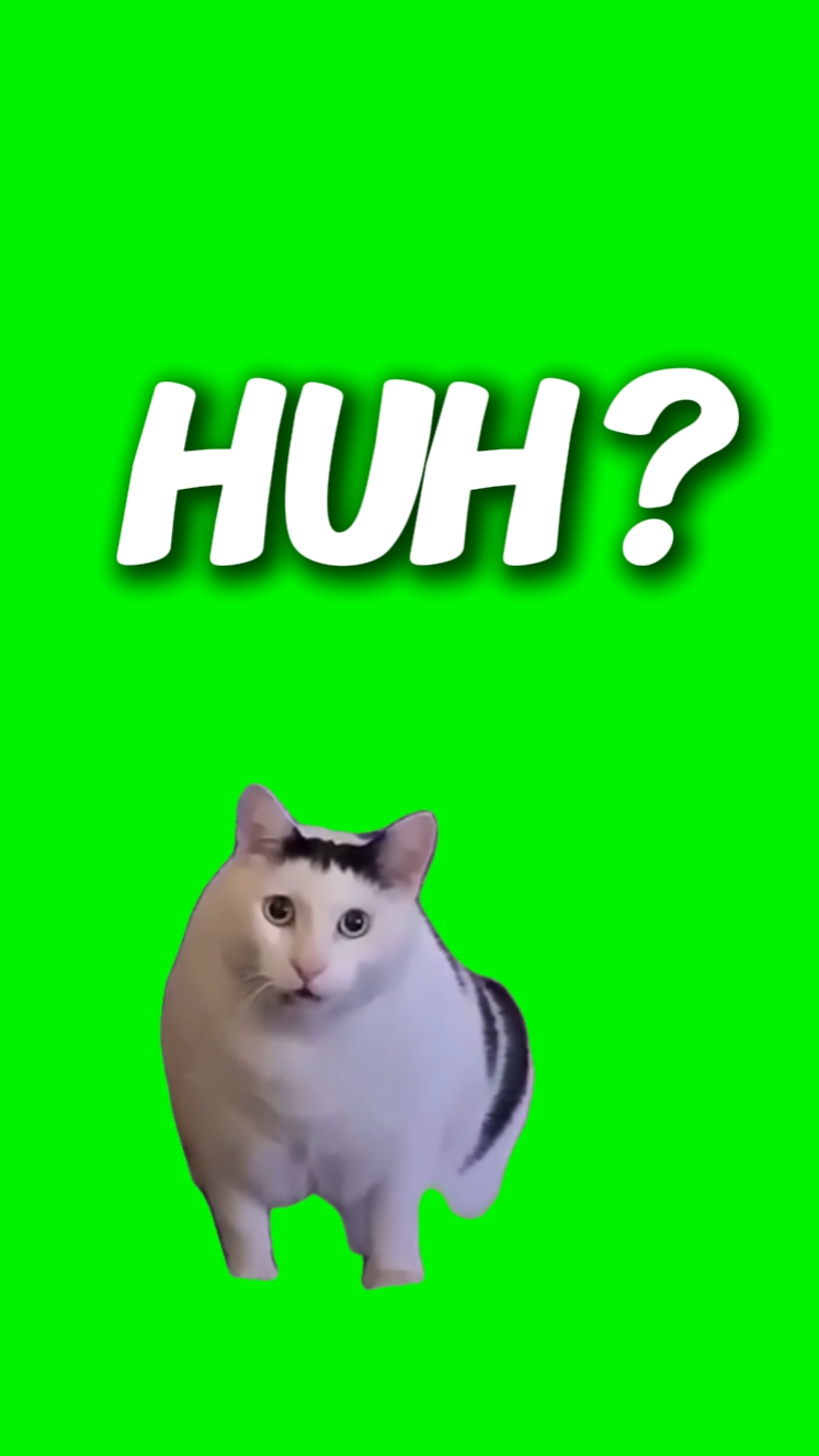 Huh cat - video template by CapCut