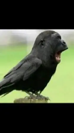 Screaming Meme: Discover the Funniest Viral Memes Online