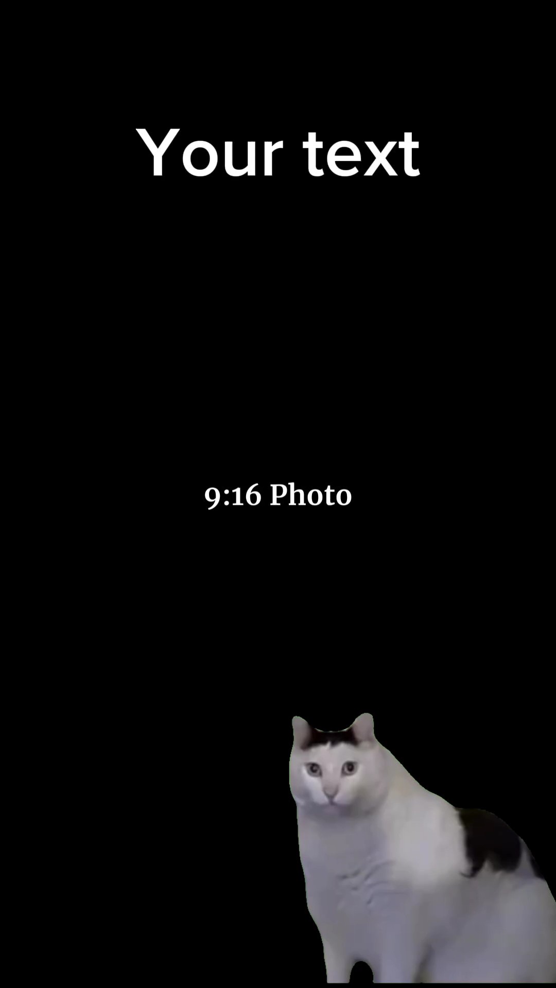 huh cat memes - video template by CapCut
