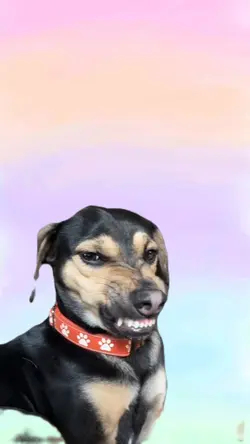 Grrr Meme: Discover the Funniest Viral Memes Online