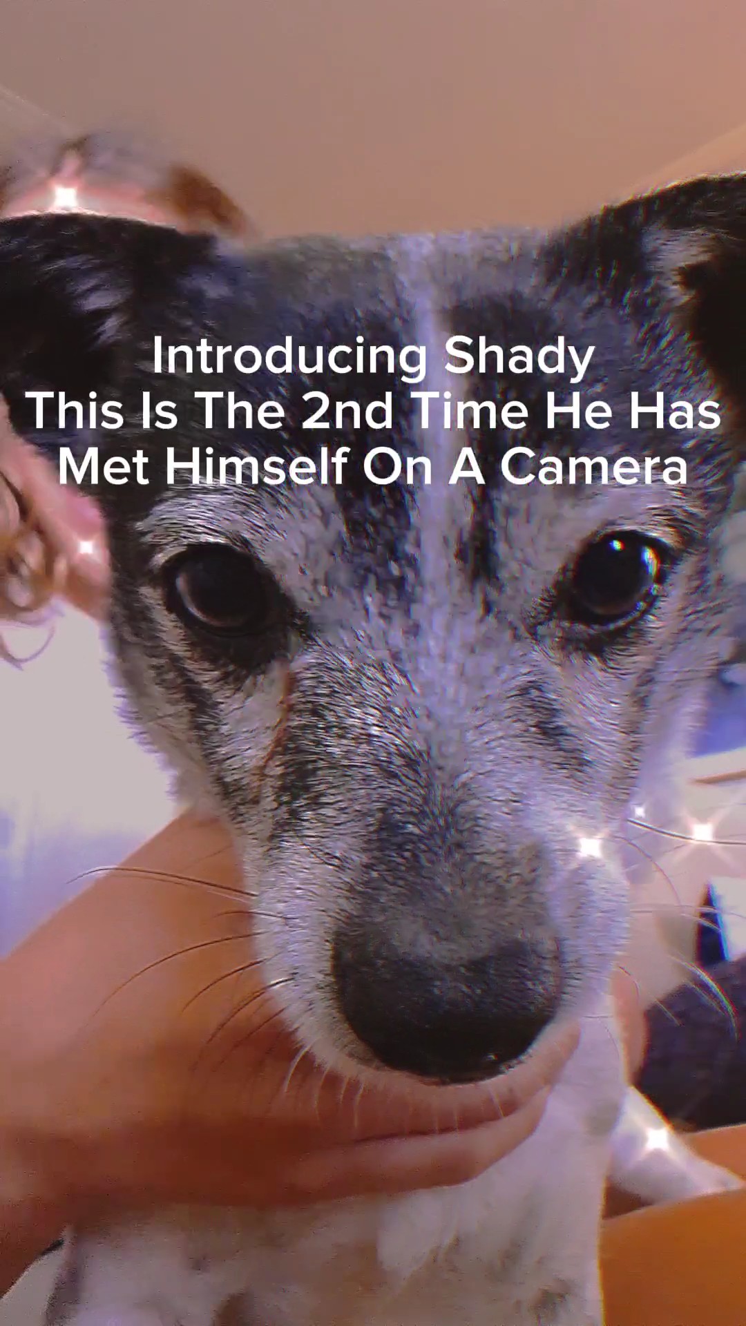 introducing Shady - video template by CapCut