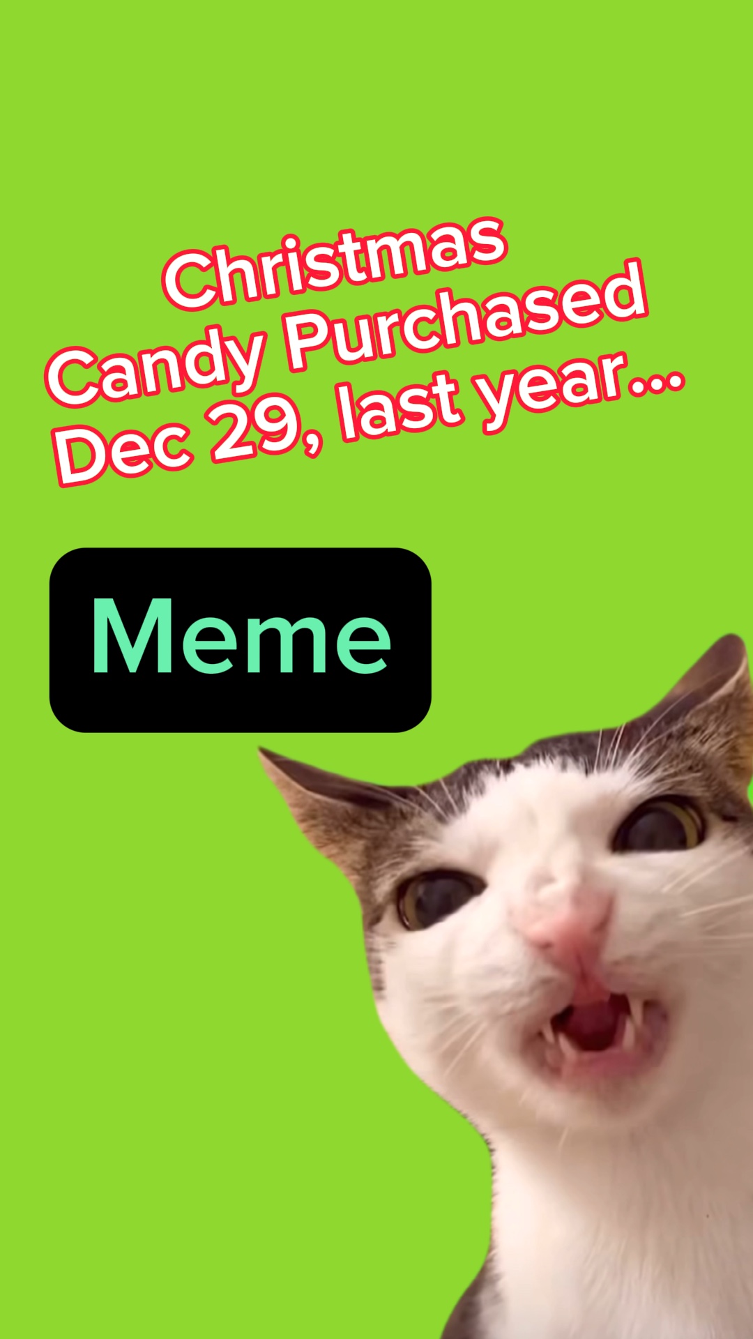 Cat Meme - video template by CapCut