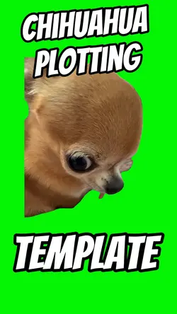 Chihuahua Meme: Discover the Funniest Chihuahua Memes Online