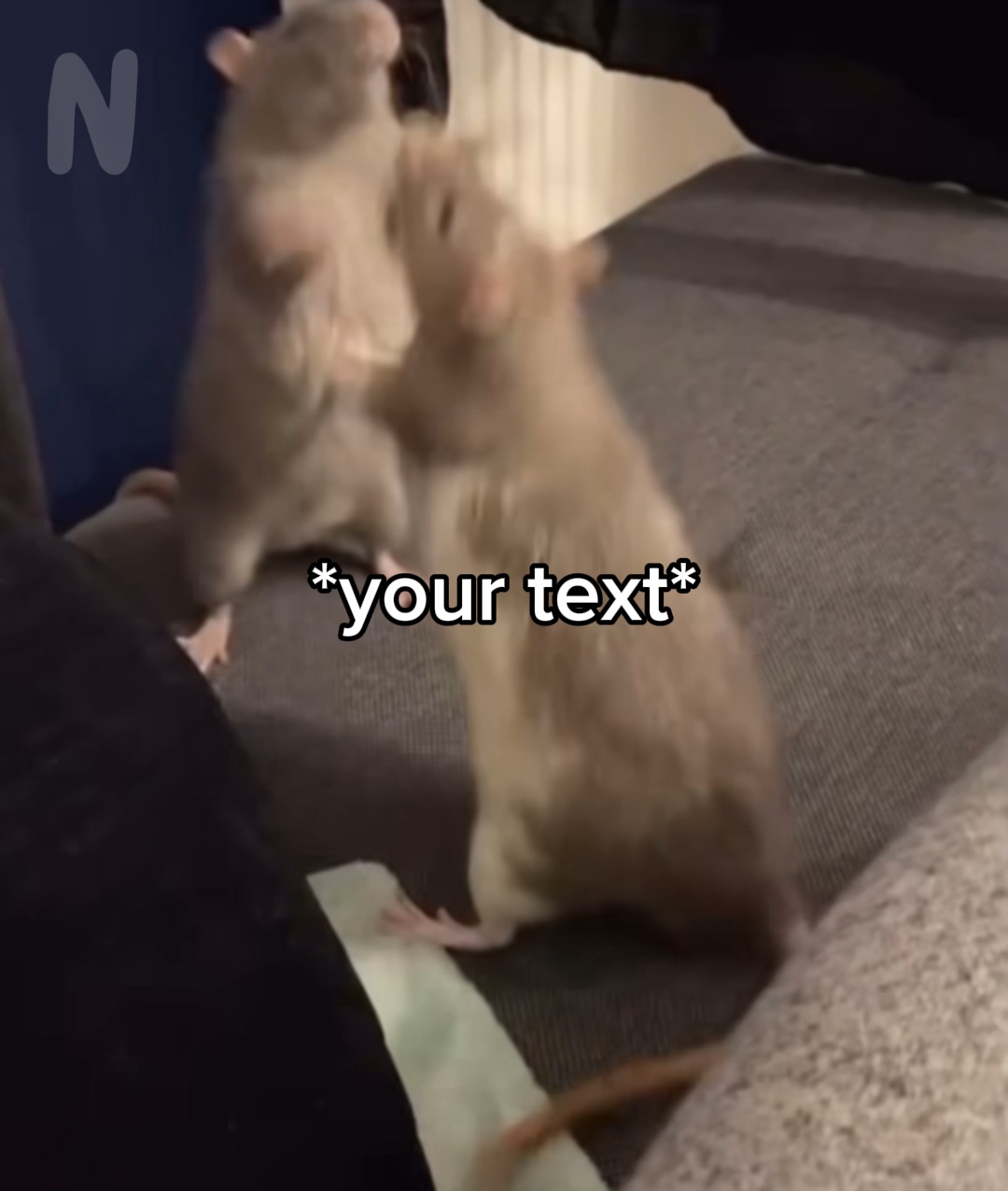 Mice fighting meme - video template by CapCut