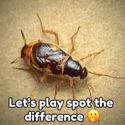 Cockroach Meme: Discover the Funniest Roach Memes Online